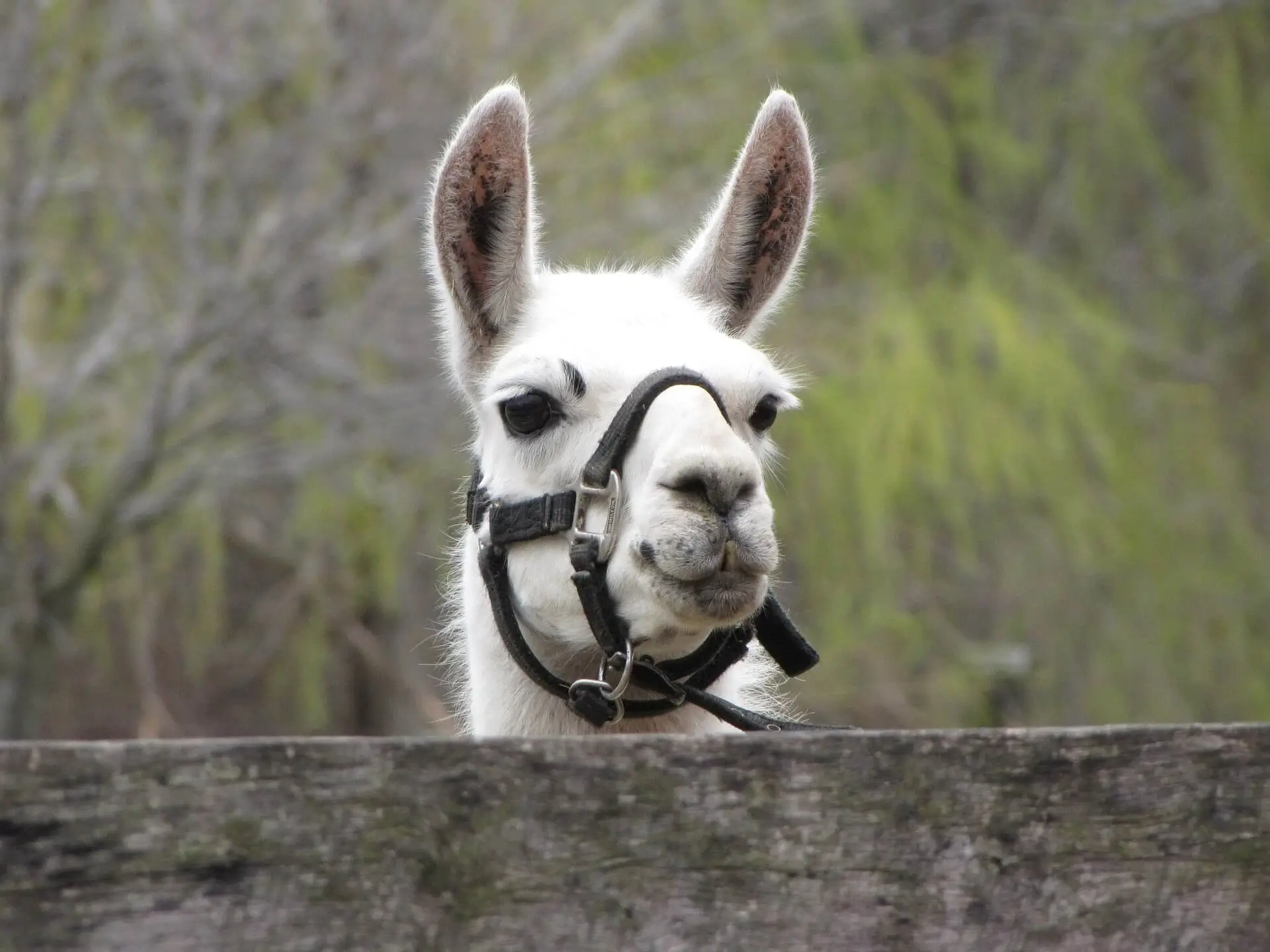 Tip For Avoiding Llama Drama | Willow Bend Animal Clinic